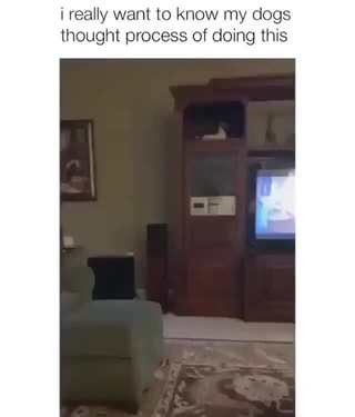 Gam Kngaru - Gom Kogaru - iFunny :)