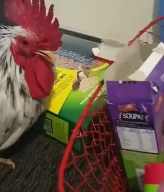 Rooster memes. Best Collection of funny rooster pictures on iFunny