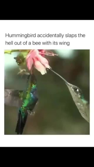 Hummingbird memes. Best Collection of funny hummingbird pictures on iFunny