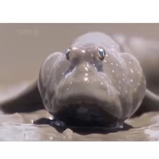 Mudskipper memes. Best Collection of funny mudskipper pictures on iFunny