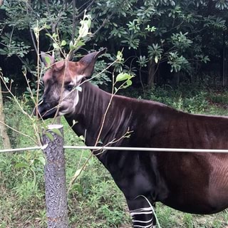 Okapi memes. Best Collection of funny okapi pictures on iFunny