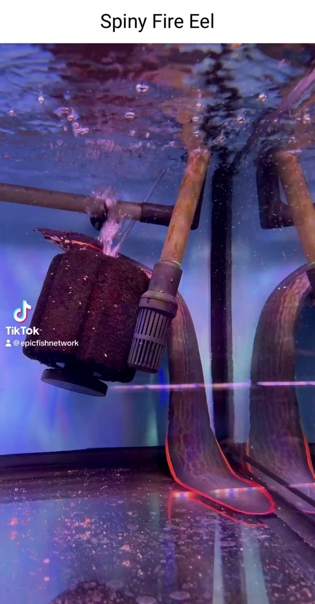 Spiny Fire Eel TikTok- @eepicfishnetwork - iFunny