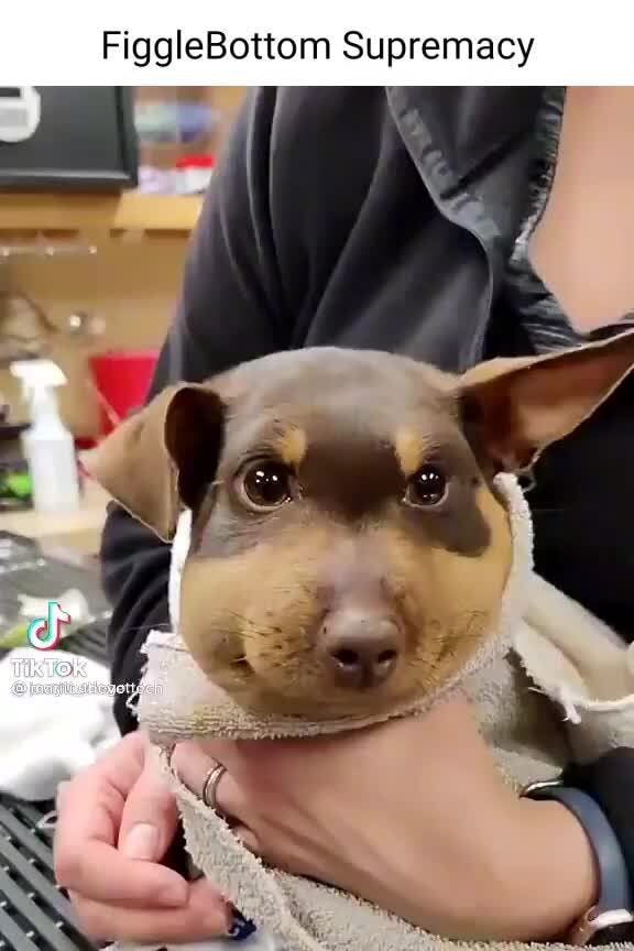 FiggleBottom Supremacy - iFunny