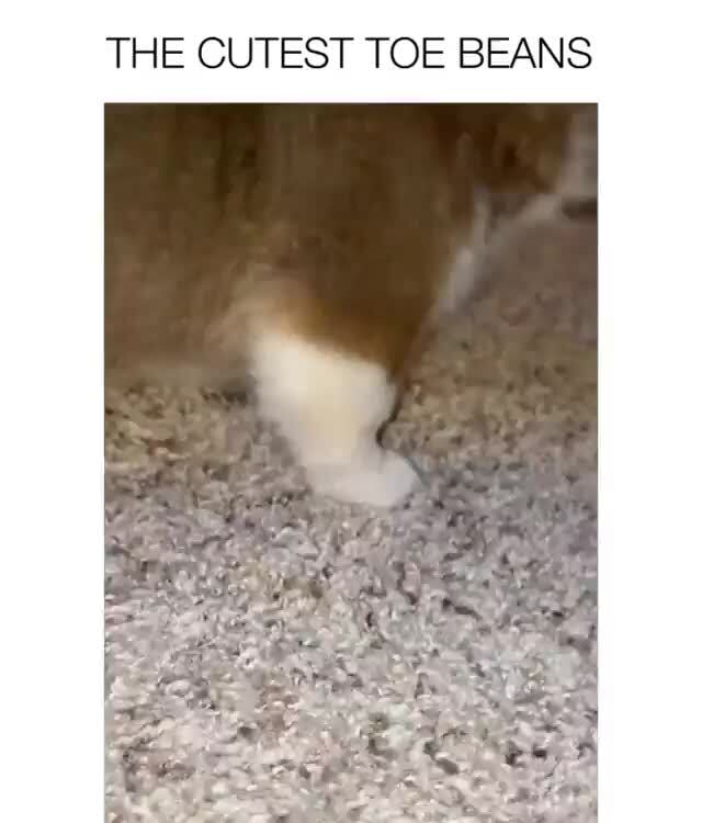 THE CUTEST TOE BEANS - iFunny