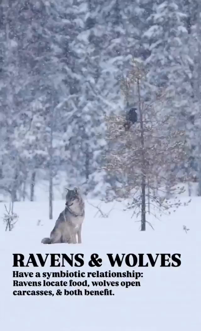 RAVENS & WOLVES Have a symbiotic relationship: Ravens locate food ...