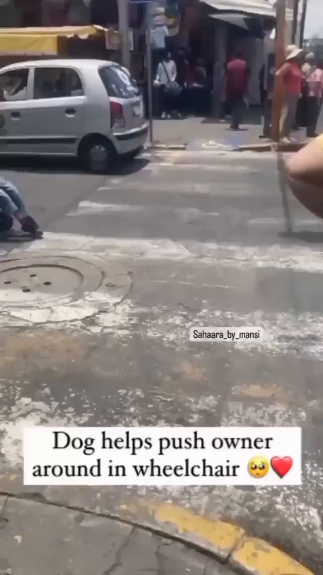 Saraara by "ans Y ~ Dog helps push owner around in wheelchair - iFunny