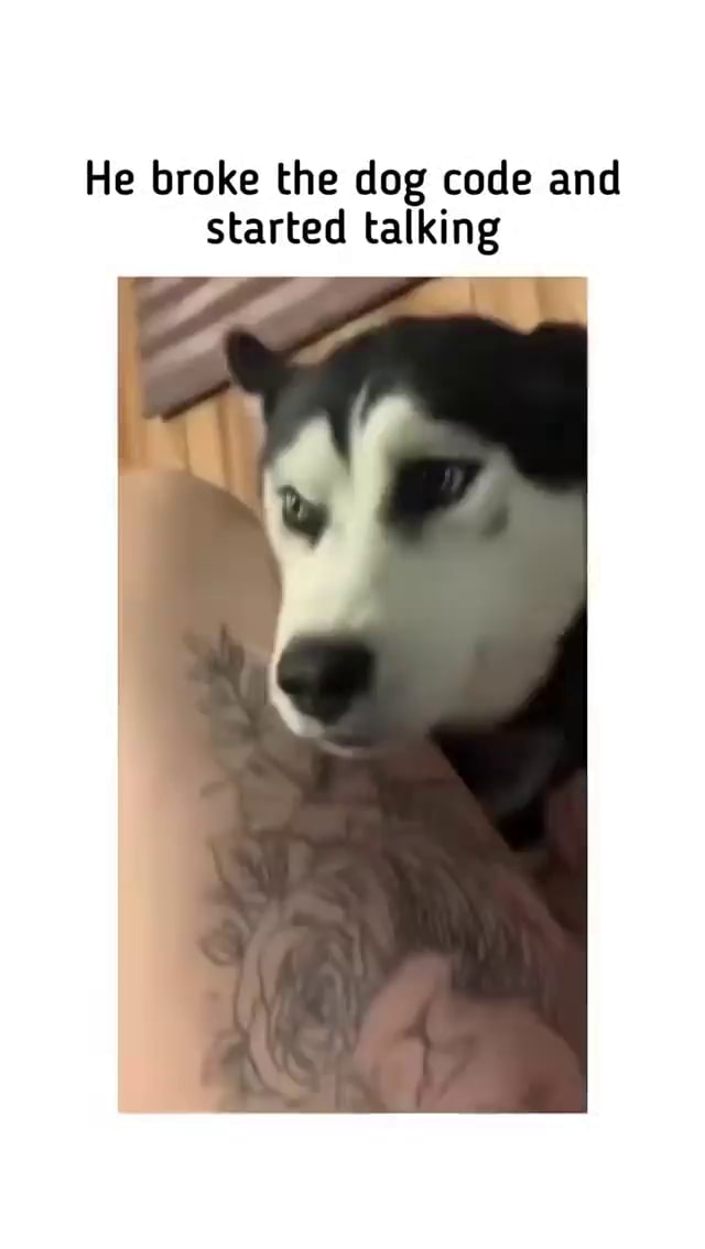 He broke the dog code and started talking - iFunny