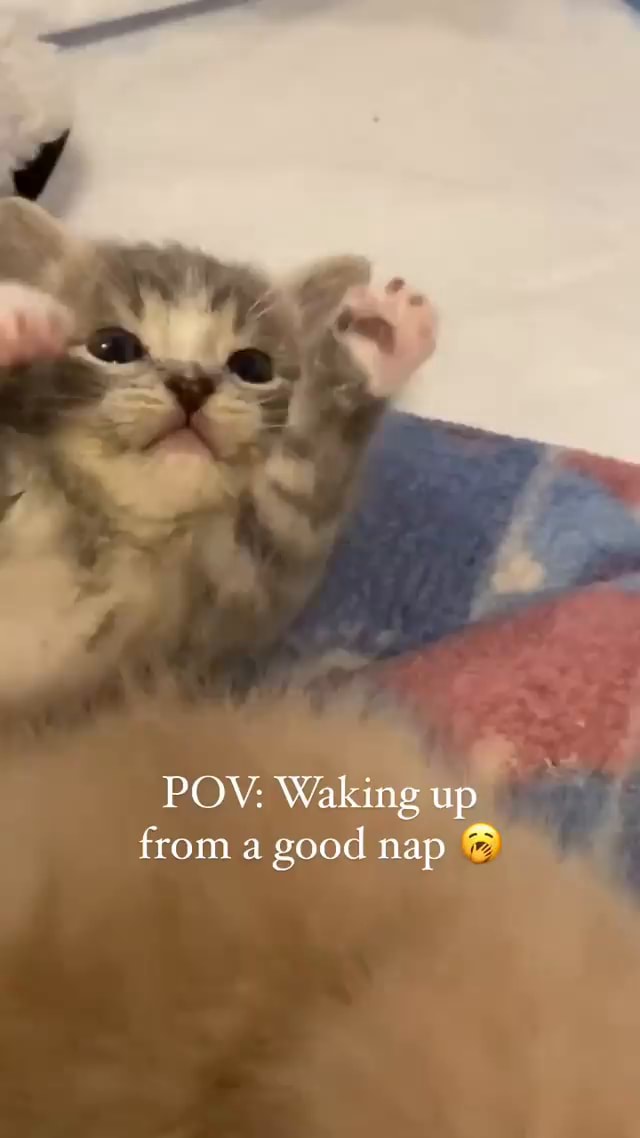 POV: Waking up from a good nap - iFunny