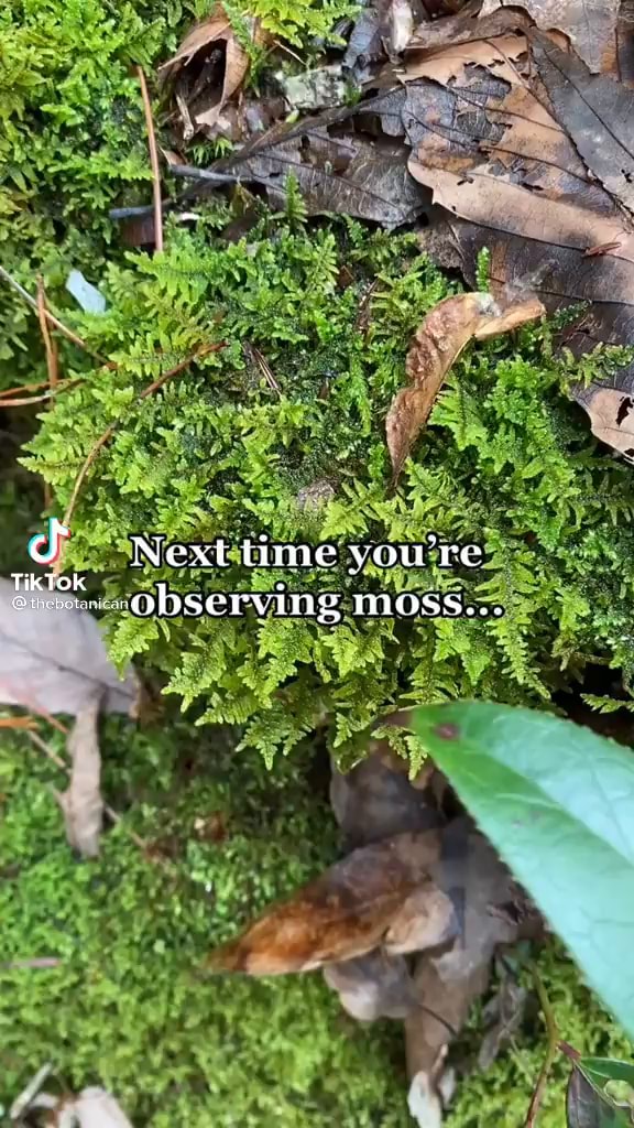 Next time you're TikTok ODSCPVINY MOSS... - iFunny