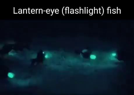 Lantern-eye (flashlight) fish - iFunny