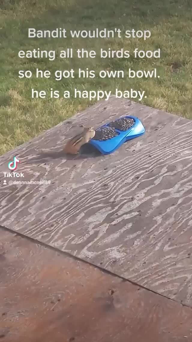 Bandit wouldn't stop eating all the birds food SO he got his own bowl ...