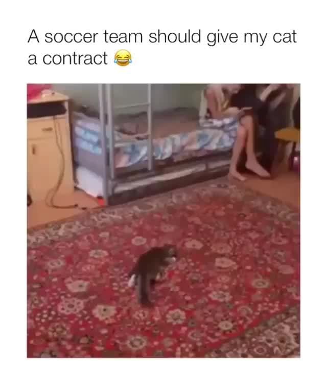 A soccer team should give my cat a contract @ - iFunny