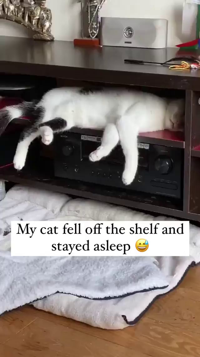 My cat fell off the shelf and stayed asleep - iFunny