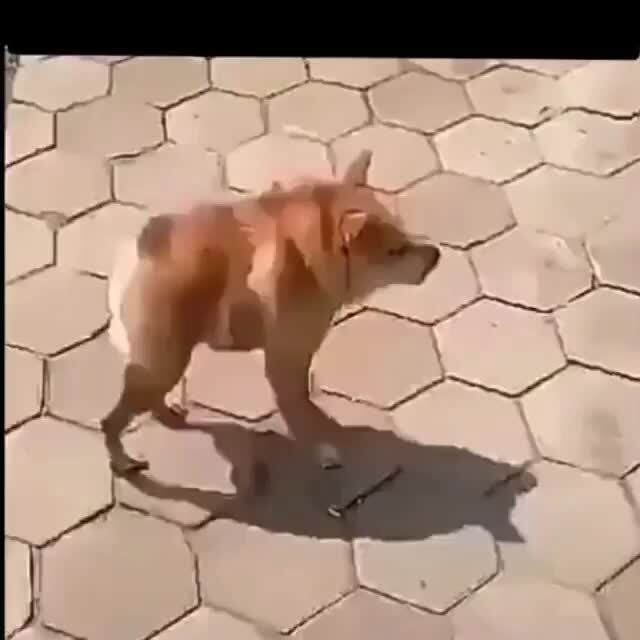 Cachorro cururu 😳 - iFunny Brazil