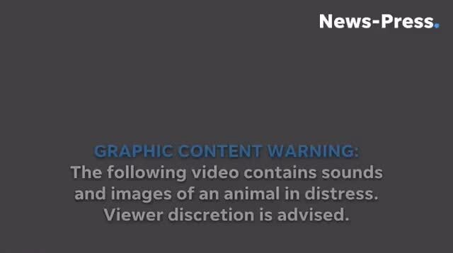 GRAPHIC CONTENT WARNING The following video contains sounds and images ...