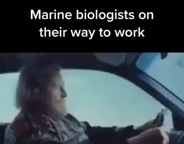 Marine biologists on their way to work - iFunny