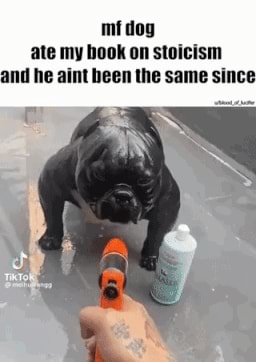 Mf dog ate my book on stoicism and he aint been the same since - iFunny