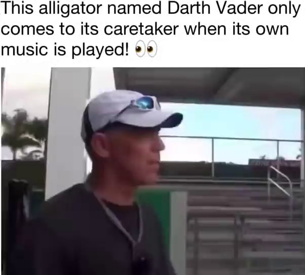 This alligator named Darth Vader only comes to its caretaker when its ...
