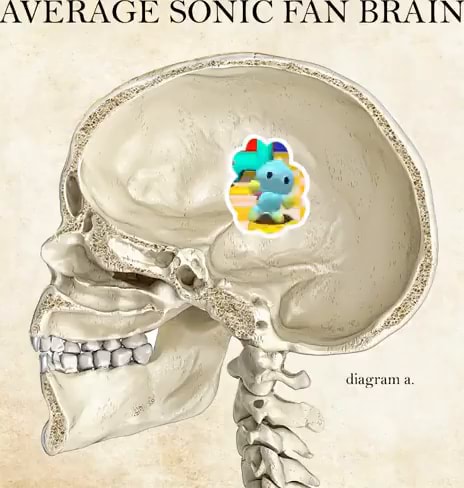 AVERAGE SONIC FAN BRAIN - iFunny