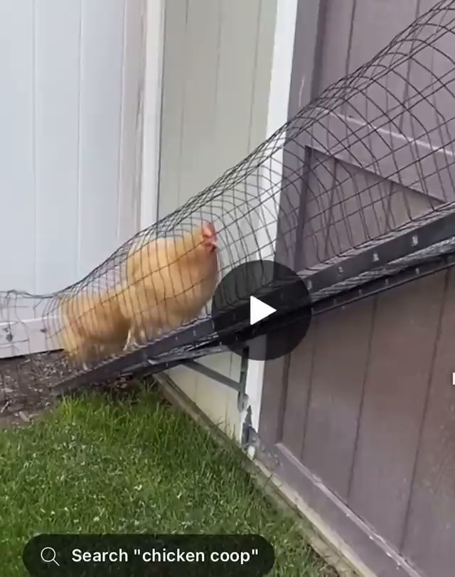 Search "chicken coop" - iFunny
