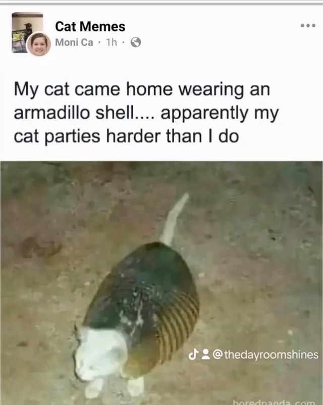Cat Memes MoniCa- @ My cat came home wearing an armadillo shell ...
