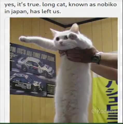 Yes, it's true. long cat, known as nobiko in japan, has left us. - iFunny
