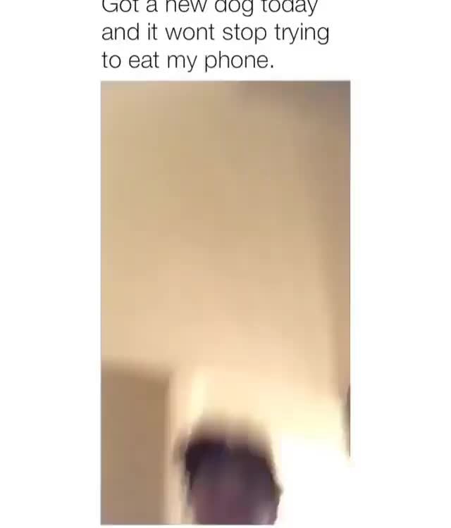 And it wont stop trying to eat my phone. - iFunny