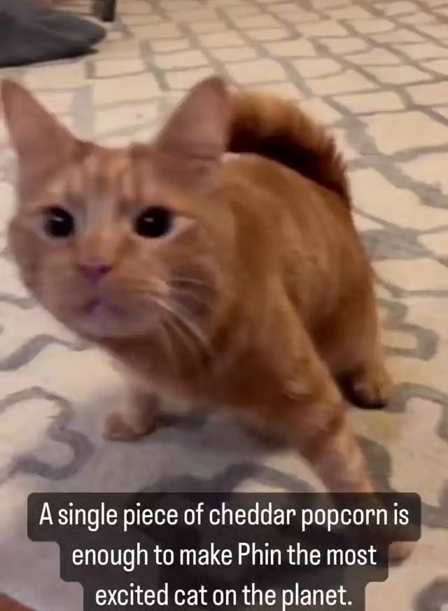 A single piece of cheddar popcorn is enough to make Phin the most ...