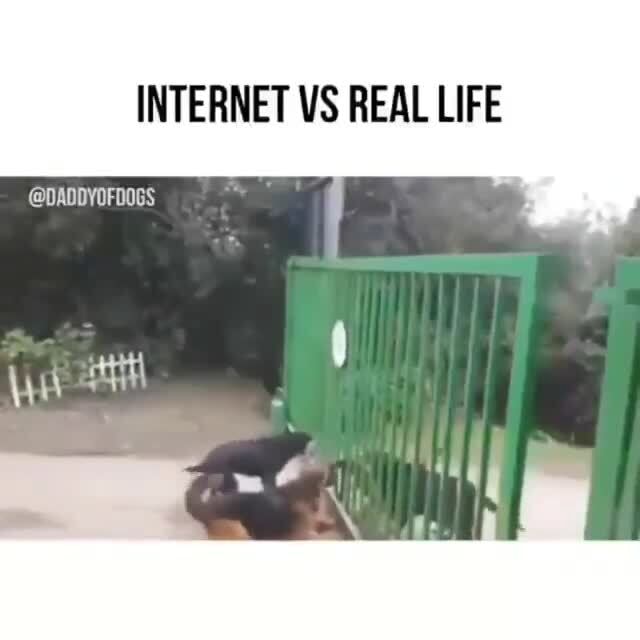 Internet vs Real life - INTERNET VS REAL LIFE - iFunny