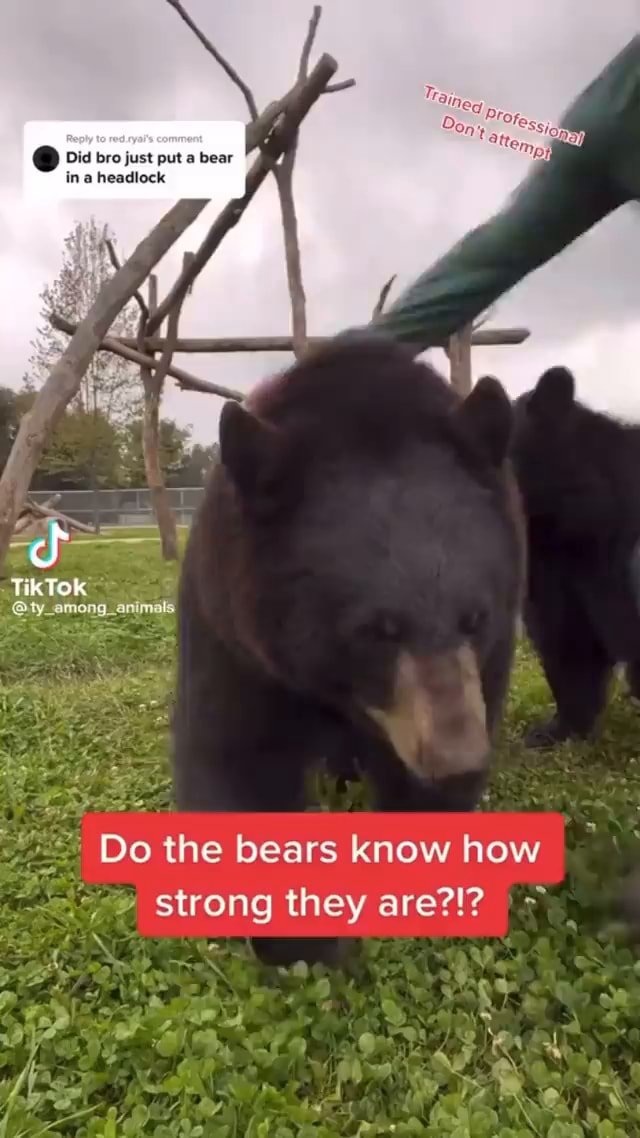 E: Did bro just put a bear in a headlock cf TikTok @ty_among_animais Do ...