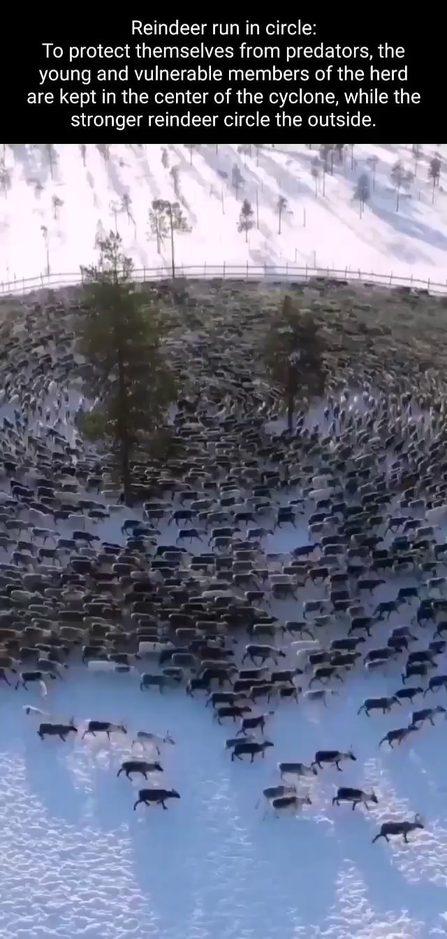 Reindeer run in circle: To protect themselves from predators, the young ...