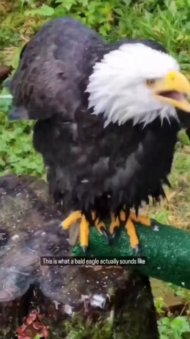 This is what a bald eagle actually sounds like at - iFunny