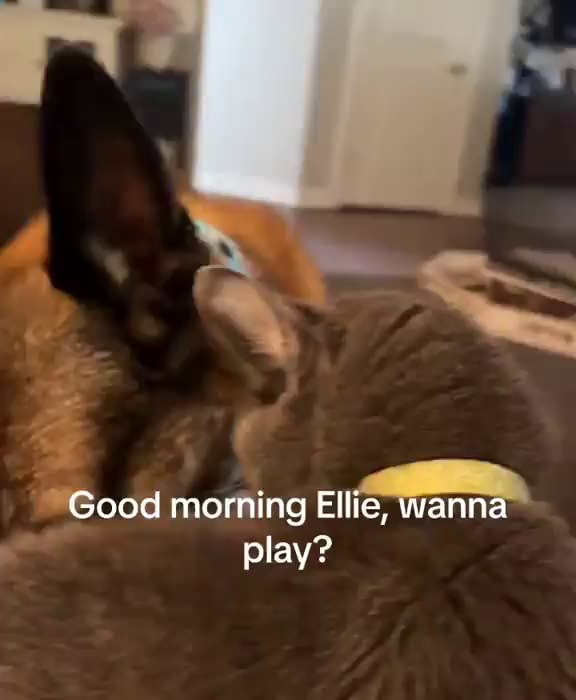 Good morning Ellie, wanna play? - iFunny
