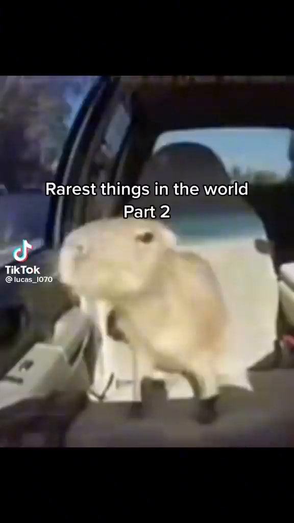 Rarest things in the world Part 2 TikTok - iFunny