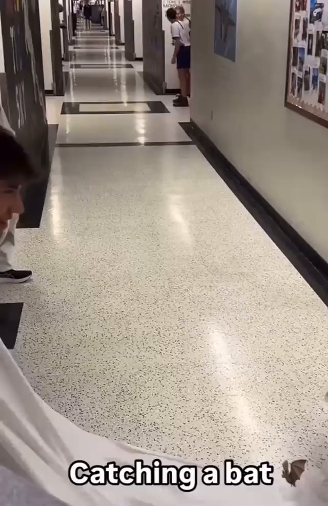 Catching a bat - iFunny