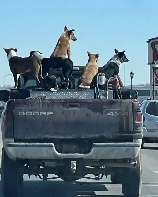 Video memes 1o6tUK2k9 by Subjugate - iFunny