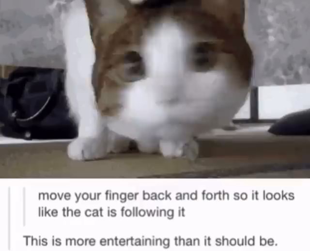 Move your finger back and forth so it looks like the cat is following ...