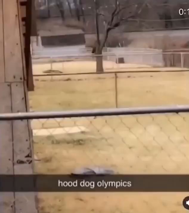 Heod dog olympics - iFunny