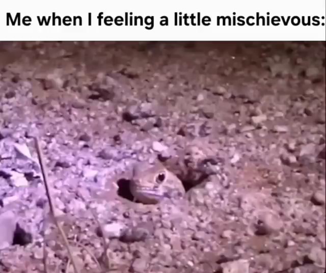 Me when I feeling a little mischievous: - iFunny