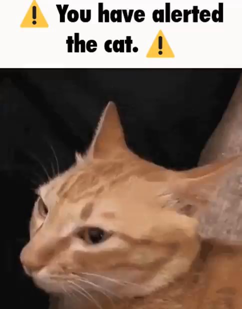 You have alerted the cat. - iFunny