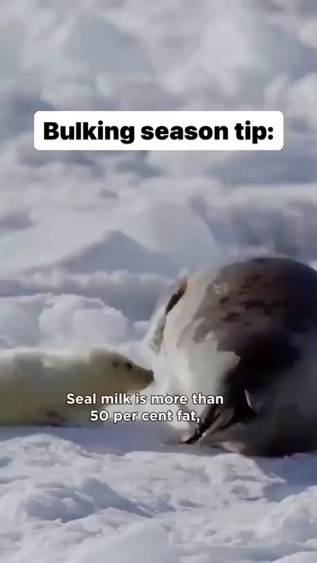 Bulking season tip: Seal milk is more than per cont fat. - America’s ...