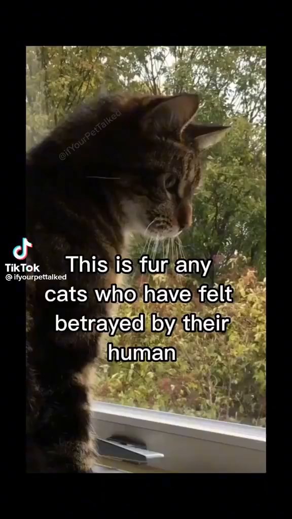 This is fur any cats who have felt betrayed by their human - iFunny