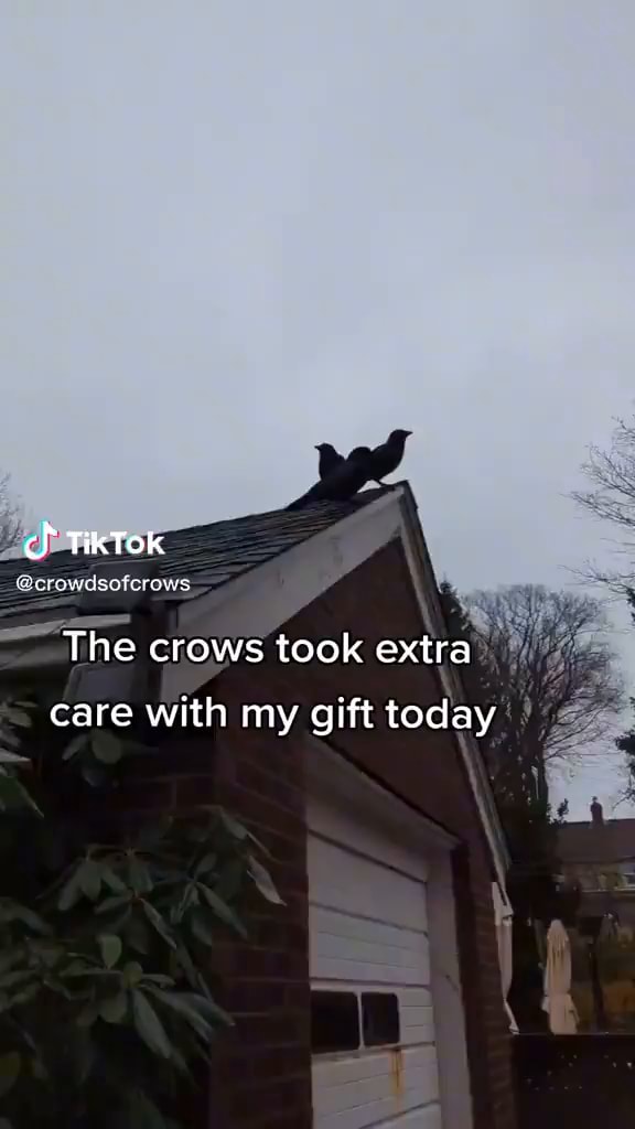 Ch TikTok @crowdsofcrows The crows took extra care with my gift today - iFunny