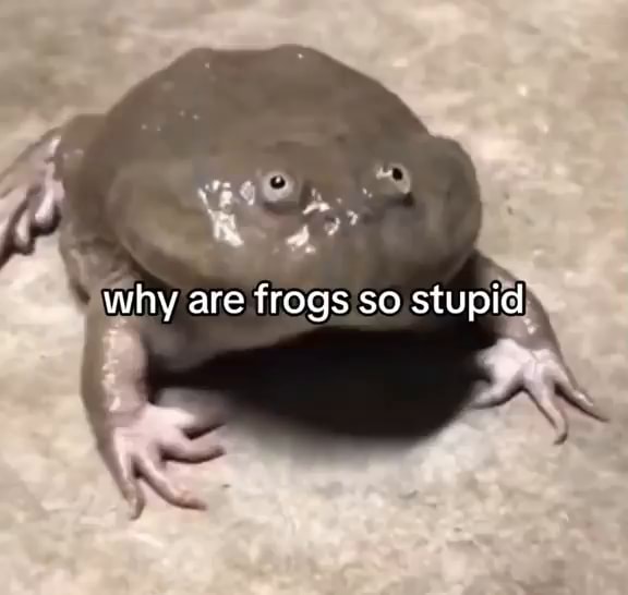 Why are frogs so stupid - iFunny