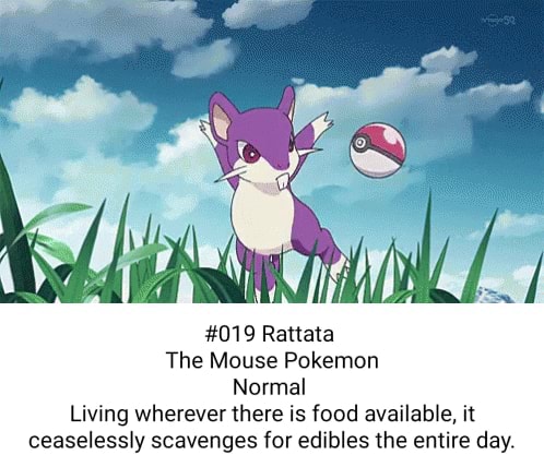 #019 Rattata The Mouse Pokemon Normal Living wherever there is food ...