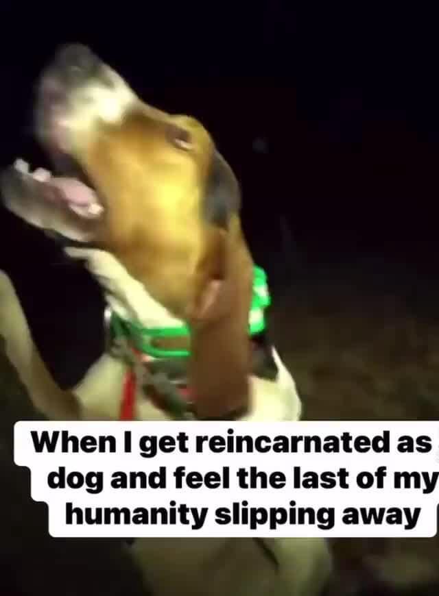 When get I reincarnated as dog and feel the last of m humanity slipping ...