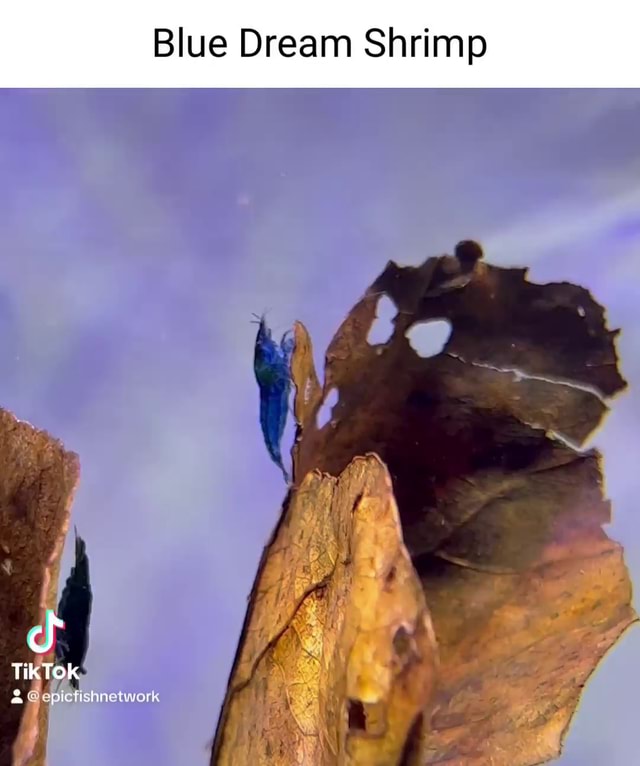 Blue Dream Shrimp TikTok pic network - iFunny