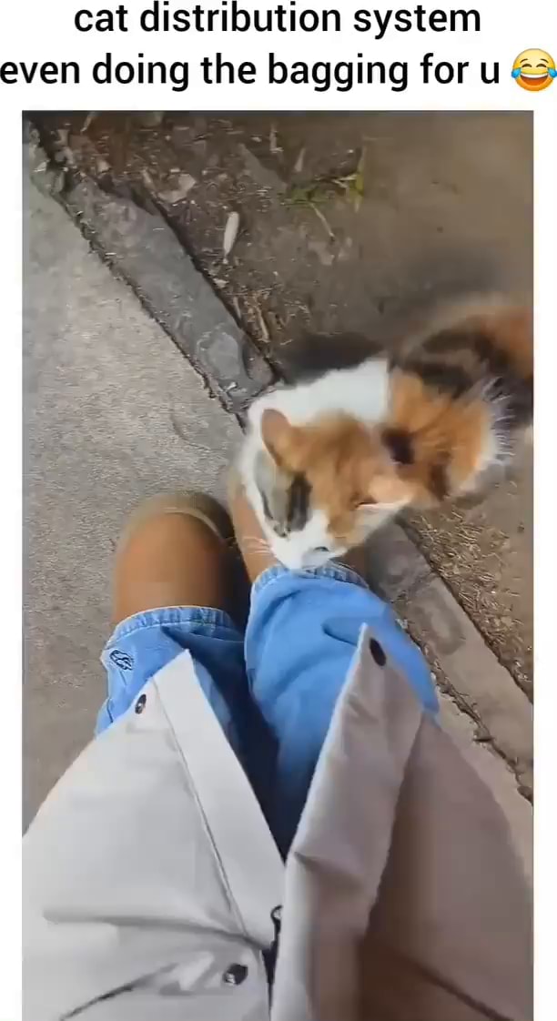 Cat distribution system even doing the bagging for - iFunny