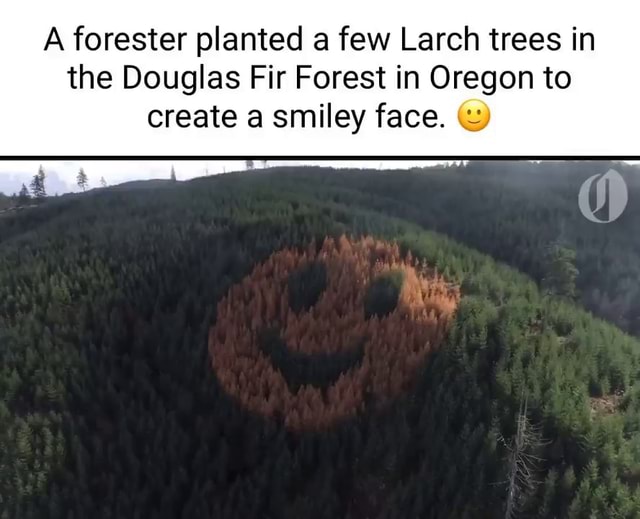 A forester planted a few Larch trees in the Douglas Fir Forest in ...