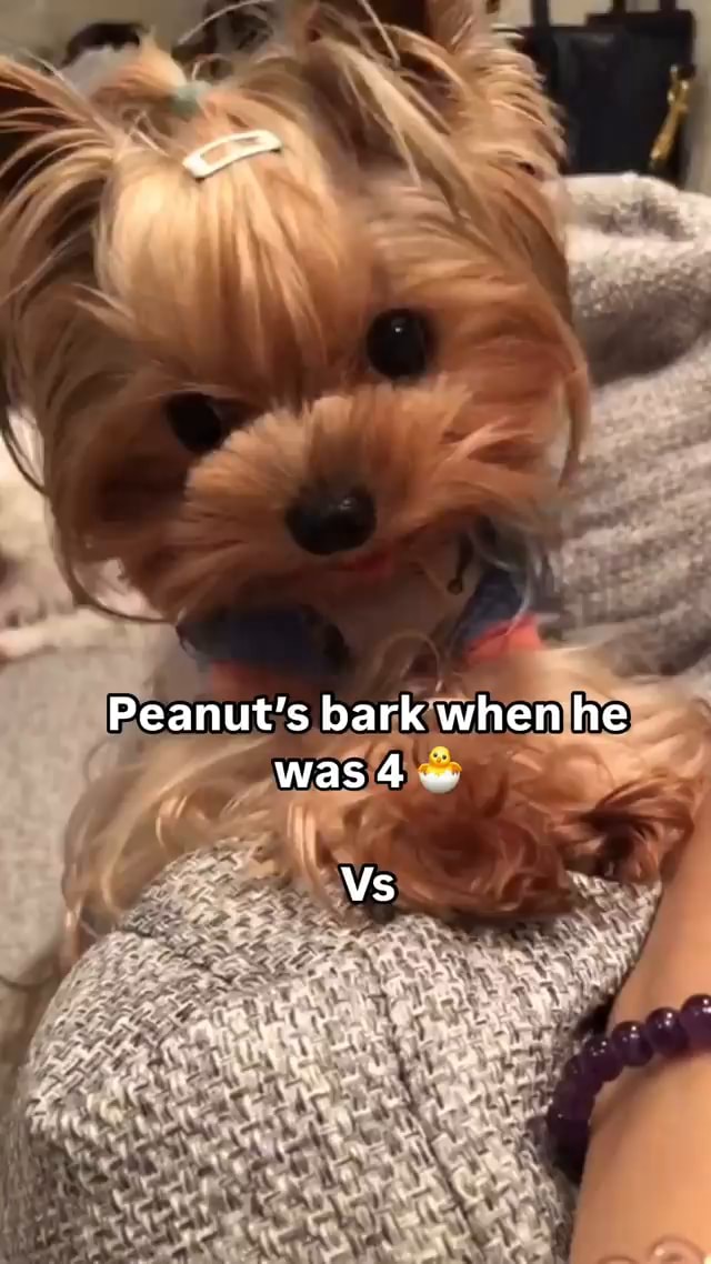 Peanut's bark when he was 4 Vs - iFunny